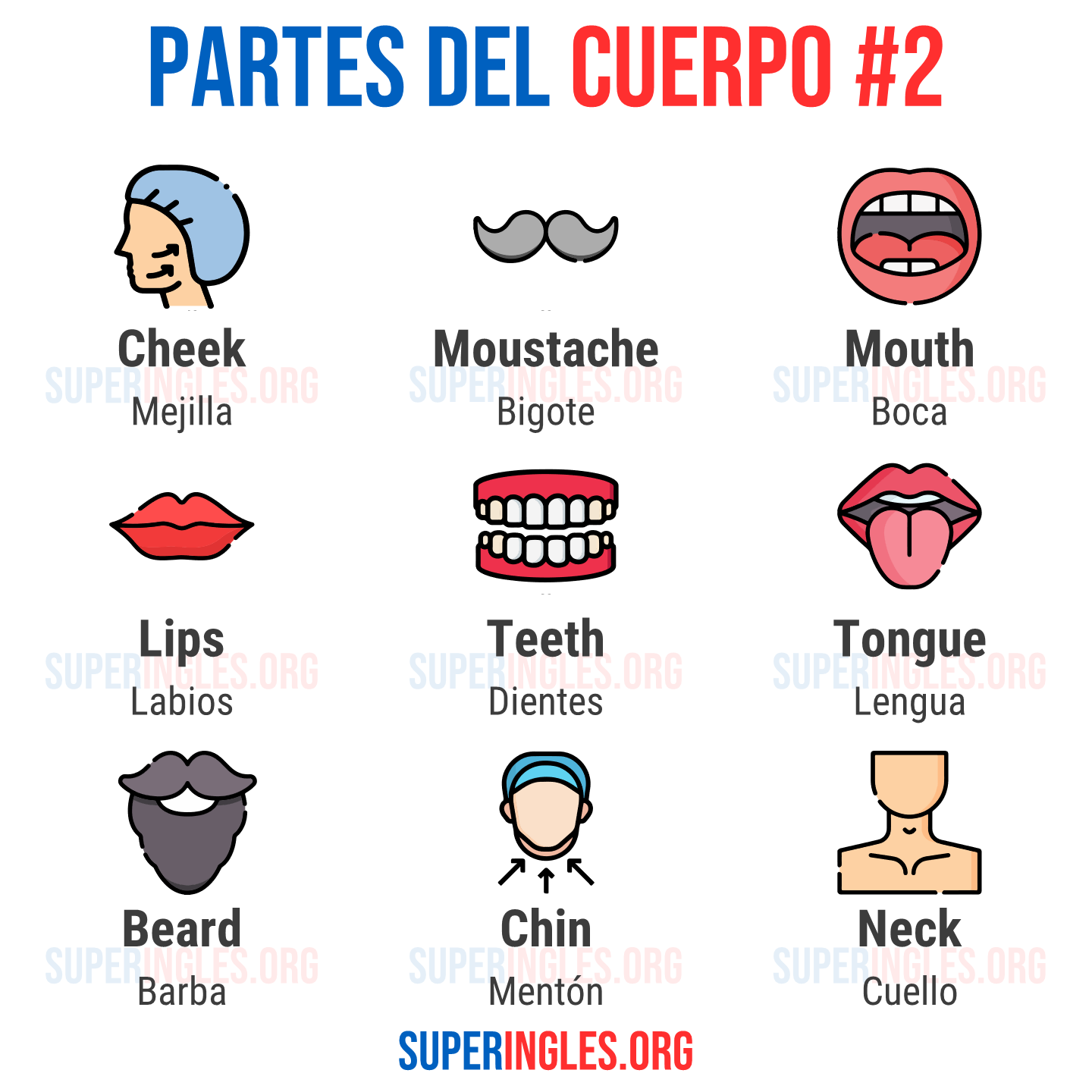 Partes Del Cuerpo 2